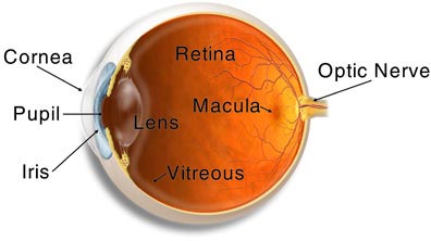 Vitreous Detachment - Anel Meyer Optometrists